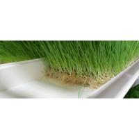 China Growing Sprouts Hydroponics Fodder System 4000*1600*2400mm For Farms for sale
