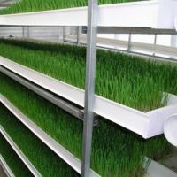 China Growing Sprouts Hydroponics Fodder System 4000*1600*2400mm For Farms for sale