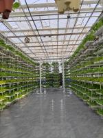 China Vertical Farming Hanging Plant Hydroponic Intelligence Farming for sale