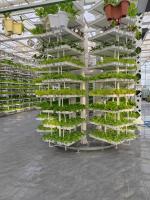 China Vertical Farming Hanging Plant Hydroponic Intelligence Farming for sale