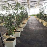 China Dutch Bucket Hydroponics For Greenhouse Crop Growing Agricultural for sale
