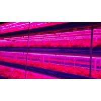 China Greenhouse Agriculture Iot Vertical Factory For Modern Agriculture for sale