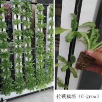 China C-Growart Farm Hydroponic Growing System Soilless Cultivation For Plant Growth for sale
