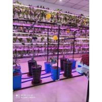 China Plastic Hydroponics Dutch Buckets Bato Bucket Grow Systems Agricultural for sale