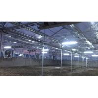 China Mushroom Equipment Greenhouse For Vegetable Agriculture With Steel Frame for sale