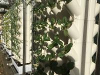 China Soilless Cultivation Or Substrate Cultivation Planting Tower For Gardening for sale