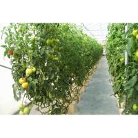 China Sustainable Beige Dutch Bucket Hydroponics System Agricultural for sale