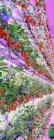 China Strawberry Vertical Farming System For Fruits White Food Grade Planting Pvc for sale