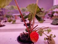 China Strawberry Vertical Farming System For Fruits White Food Grade Planting Pvc for sale