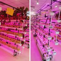 China commercial NFT hydroponic growing system greenhouse NFT hydroponic channel for sale