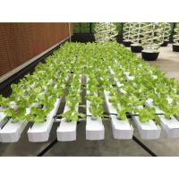 China New arrival Hydroponics NFT Greenhouse System with PVC Pipe growing Kits Indoor and Garden for sale