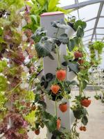 China 2023 Hot selling plastic pot hydroponic vertical garden artificial wall pot vertical garden 112+ Plants hydroponics vertical for sale