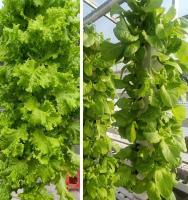 China 2023 Hot selling plastic pot hydroponic vertical garden artificial wall pot vertical garden 112+ Plants hydroponics vertical for sale