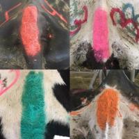 China Indoor Outdoor 350g Aerosol Animal Body Paint For Sheep Pig for sale