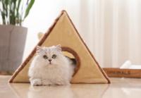 China Premium Cat Scratcher Tree with Sisal Posts and Plush Beds - 6,000 sq ft Manufacturing Facility with SGS/TUV Certification for sale