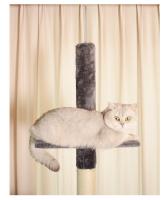 China Sustainable Cat Tree Four Tier Floor to Ceiling Cat Climbing Tower with Cozy Hammock 200cm for sale
