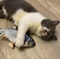 China Electric Flopping Fish Cat Toy with 3D Carp Design, USB Charging 5V 2A and Motion Sensor for Pet Entertainment for sale