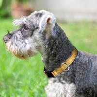 China Adjustable Nylon Reflective Pet Dog Collar and Leash Set with Soft Padded Neoprene 28-60cm for sale
