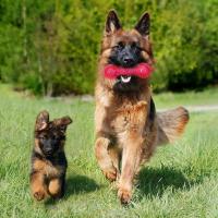 China Dog Soft Chew Toys Durable TPR Bone Shape for Interactive Training and Teeth Cleaning for sale