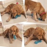 China Customizable TPR Bone Shape Pet Toy for Aggressive Chewers Non-toxic Durable 15cm for sale