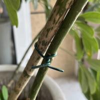 China Dark Green Flexible Plant Ties 30m 45m Garden Plant Training Wire 1mm 1.5mm 2.0mm for sale