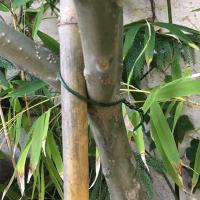 China Dark Green Flexible Plant Ties 30m 45m Garden Plant Training Wire 1mm 1.5mm 2.0mm for sale