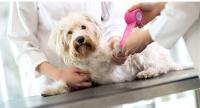 China Oem Non Woven Cohesive Bandage Disposable Type for sale
