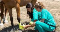 China Fixation Animal Healthcare Oem Cohesive Bandage Patterned Wrap Vet Flexible Self Adhesive for sale