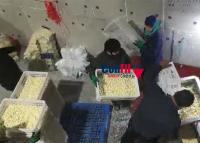 China Stainless Steel Multihead Weigher for Garlic - 14 Heads, 110 Cycles/Min, 3000g Capacity for sale