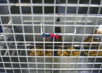 China Multihead Weigher Packing Machine for Chicken Nugget Packaging System with ROMA Thermoforming Packaging for sale