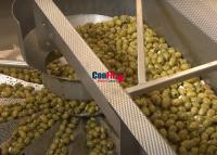 China Multihead Weigher 14 Head 5L Hygienic Design for Vegetables Olives Filling Machine for sale