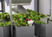 China Multihead Weigher Packing Machine for Lettuce Vegetable Packaging System Traysealer Ready Tray for sale