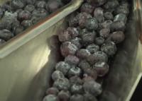 China 14-Head Multihead Weighing Machine for Blueberry & Fragile Foods - 2.5L Hopper, 70 CPM Speed, ±2g Accuracy for sale