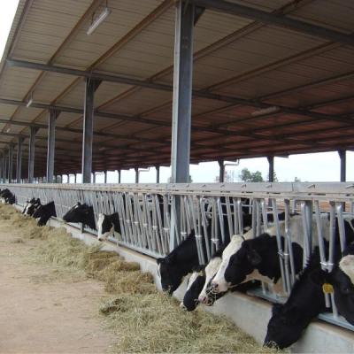 China Permanent Insulated Modular Prefab Steel Structure Poultry House Cow Shed For Commercial Farming for sale