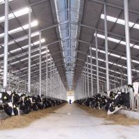 China Off Site Steel Structure Prefabricated Poultry House Chicken Shed Workshop for sale