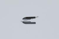 China Textile Van De Wiele Tungsten Rapier Loom Spare Parts for sale