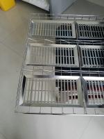 China Medical Plasma Blast Freezer for sale