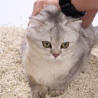 China Mixed Cat Litter 2.5kg Tofu Bentonite Blend Strong Clumping Odor Control Flushable OEM for sale