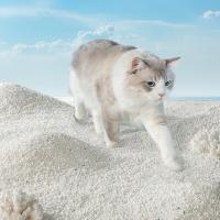China Natural Unscented Cassava Cat Litter 300% Water Absorption Dust-Free Clumping Biodegradable Plant-Based for sale