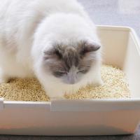 China OEM/ODM Eco-Friendly Flushable Pea Fiber Tofu Cat Litter Featuring Fast Absorption Excellent Odor Control for sale
