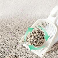 China Cost Effective Bentonite Cat Litter Delivering Efficient Absorption Tight Clumping Easy Maintenance for sale