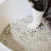 China Low Moisture Bentonite Cat Litter Offering Stable Clumping Performance During Daily Use for sale