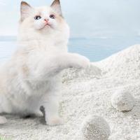 China OEM/ODM Dust-Free Natural Cassava Fiber Rapid Absorption Odor Control Cat Litter for sale