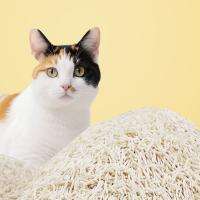 China Firm Easy Scooping Clumps Minimal Dust Professional Production Facility Tofu Cat Litter for sale