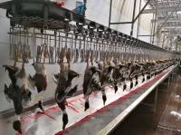 China Customizable Poultry Slaughtering Line 200KG Stainless Steel  Poultry Processing Line for sale