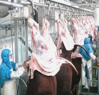 China Customized  7.5KW Slaughterhouse Cow Machine Automatic Cow Slaughtering Machine for sale