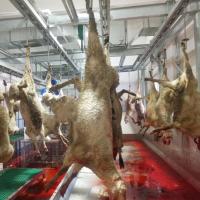 China 304 Stainless Steel  Slaughterhouse Cow Machine 2480*1340*1480mm for sale