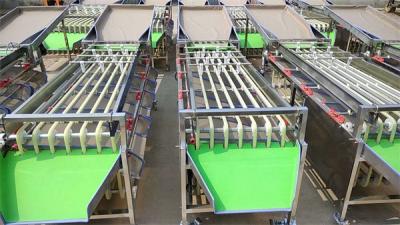 China olive sorting machine, dates grading machine, cherry sorting machine for sale