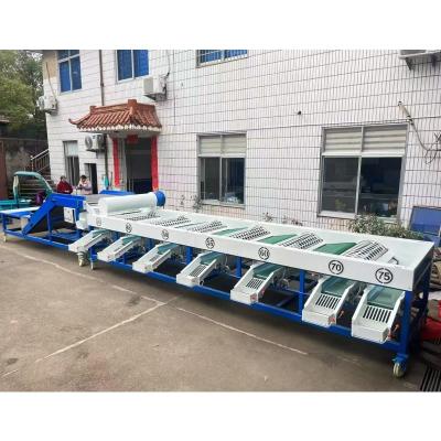 China garlic sorting machine, garlic grading machine, garlic sorter for sale