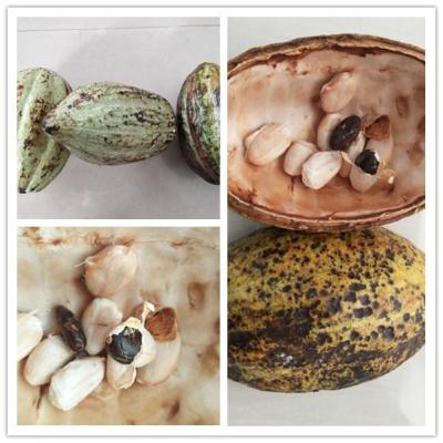 China cocoa pod splitting machine, cocoa pod separating machine, cocoa bean sheller for sale